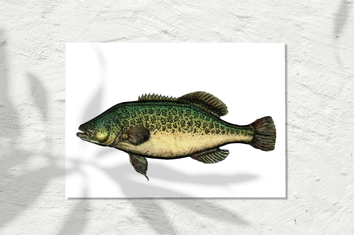 Murray Cod, Colour – Rachellee Illustration