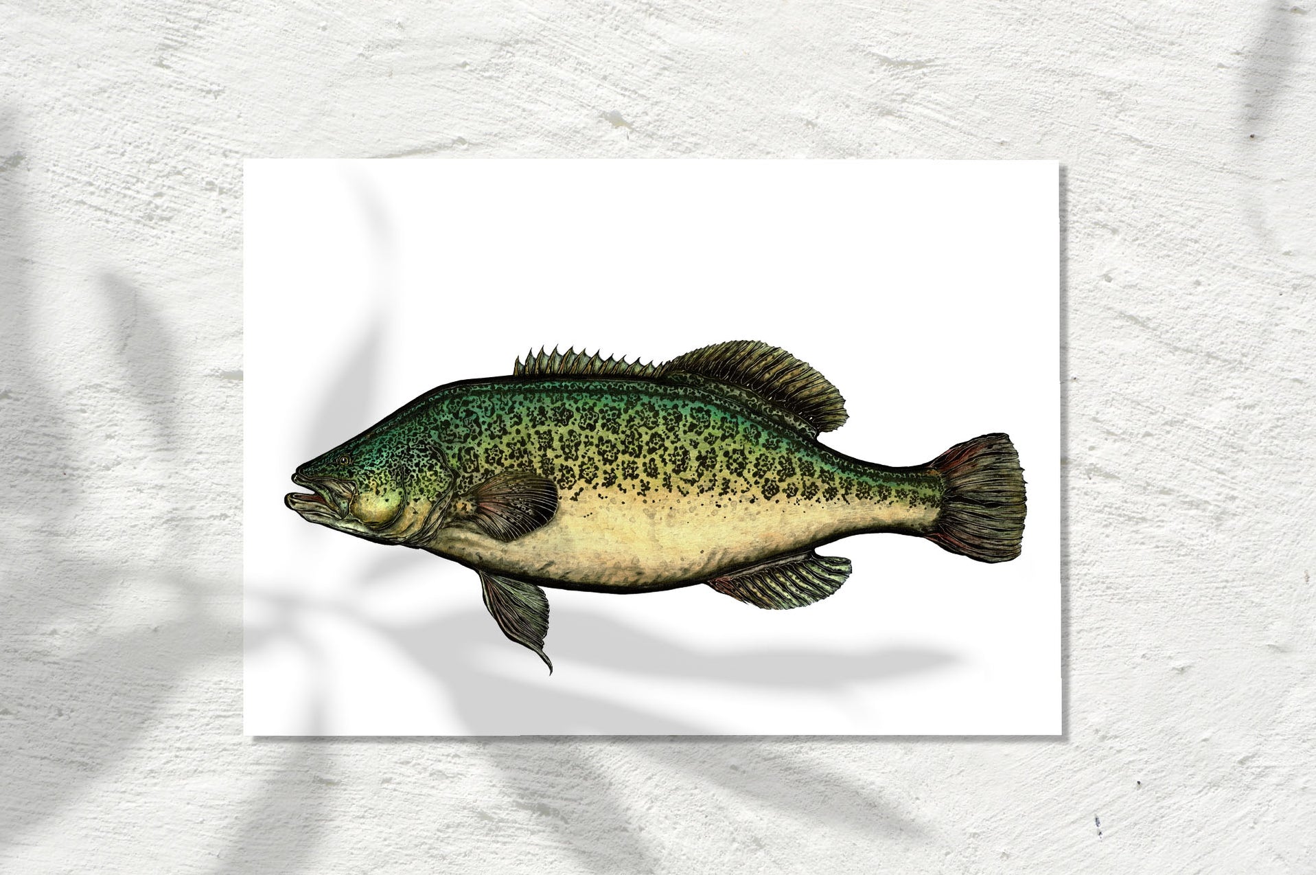 Murray Cod, Colour – Rachellee Illustration