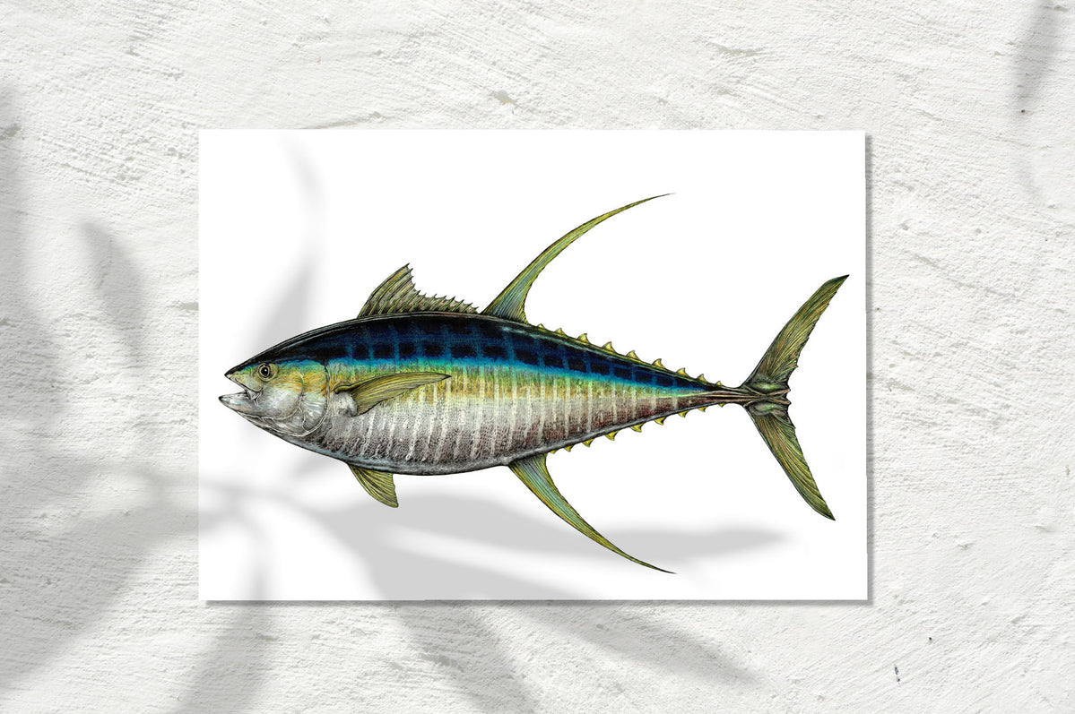 Yellowfin Tuna, Colour 2023 – Rachellee Illustration