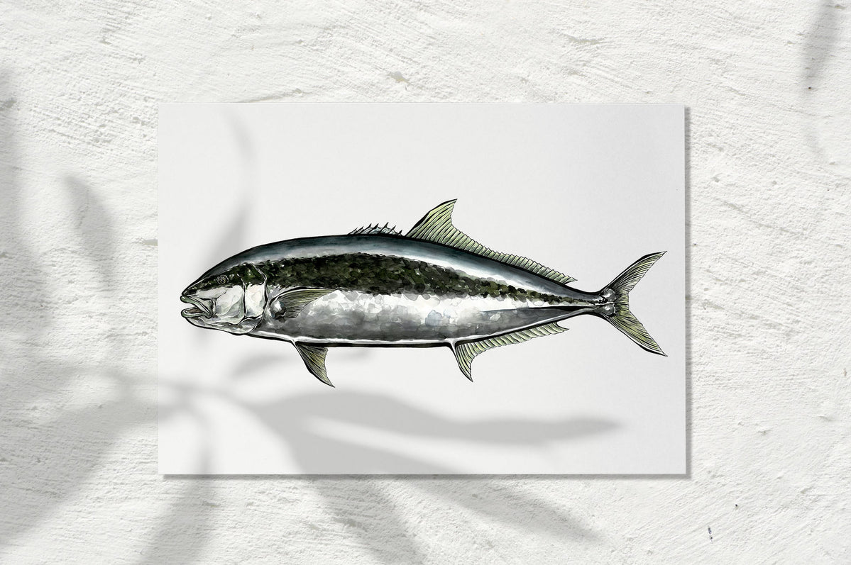 Kingfish 2021 / watercolour – Rachellee Illustration