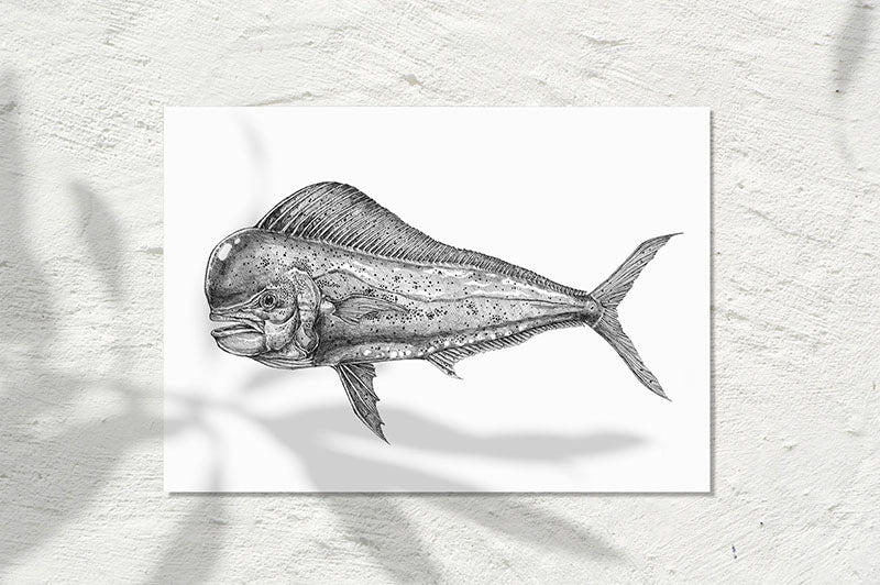 Mahi Mahi – Rachellee Illustration