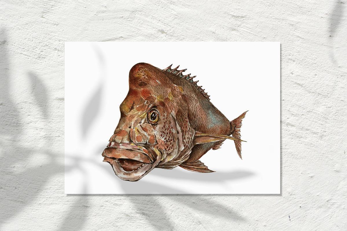 Snapper colour – Rachellee Illustration